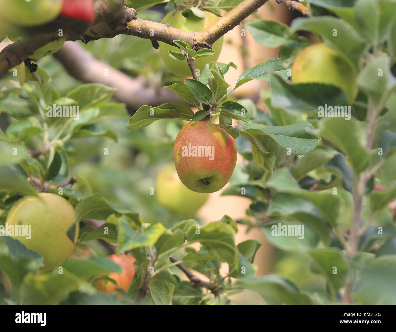 ripe apple hanging on the branch of apple tree in the orchard Stock ...