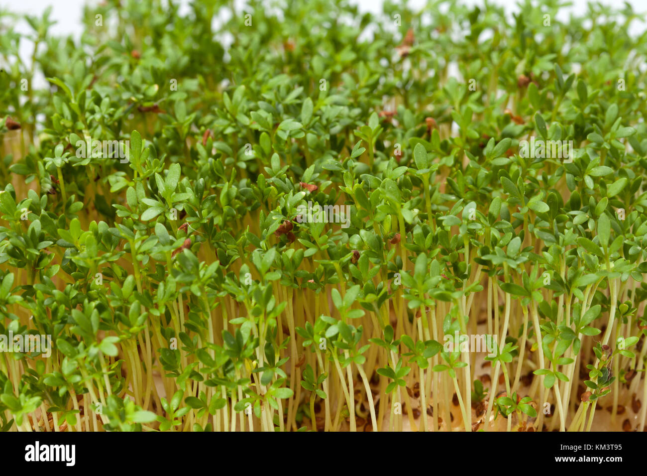 Cress seedlings isolated on white background Stock Photo - Alamy