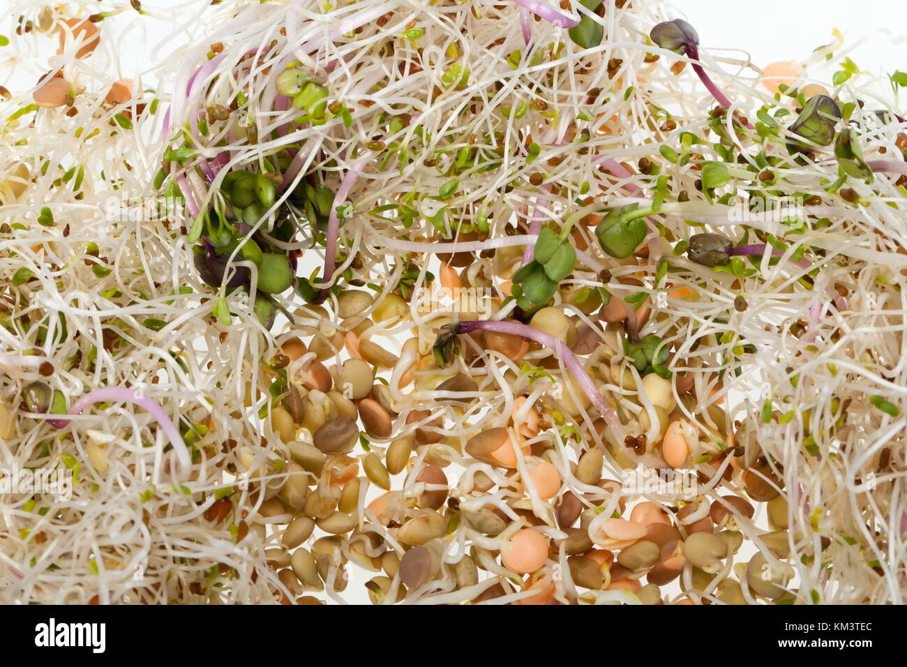 The healthy diet. Fresh sprouts isolated on white background Stock ...