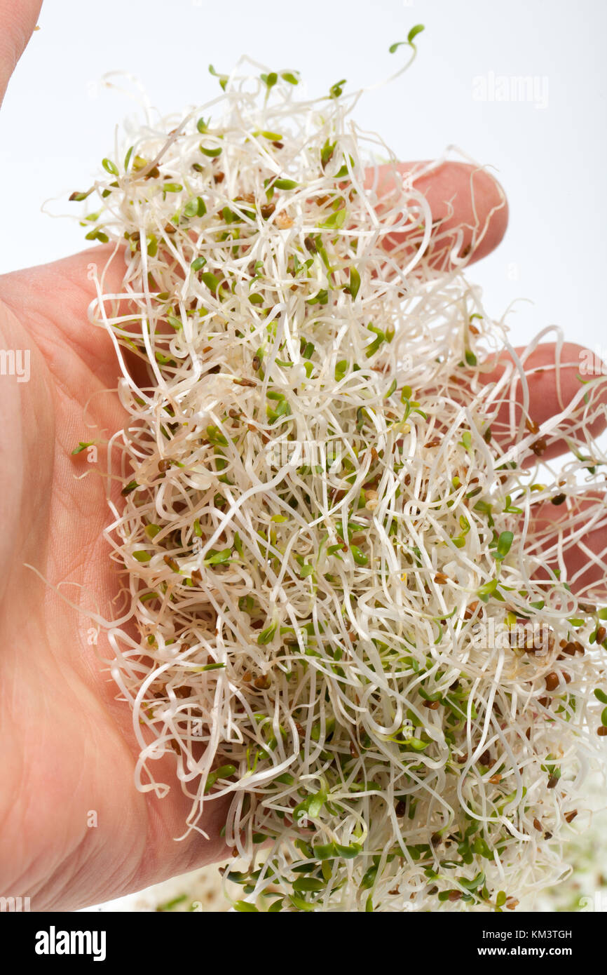 The healthy diet. Fresh sprouts isolated on white background Stock ...