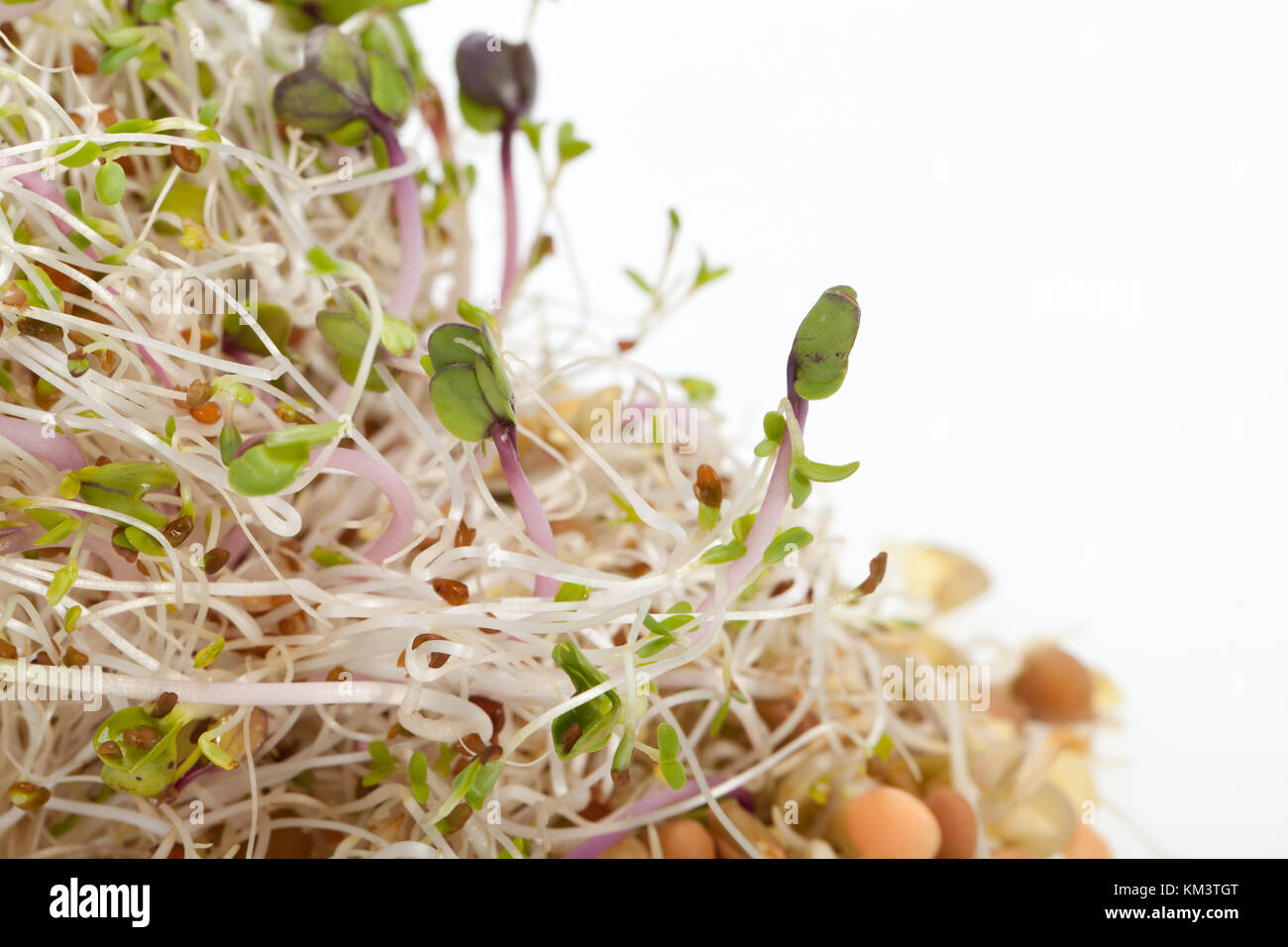 The healthy diet. Fresh sprouts isolated on white background Stock ...