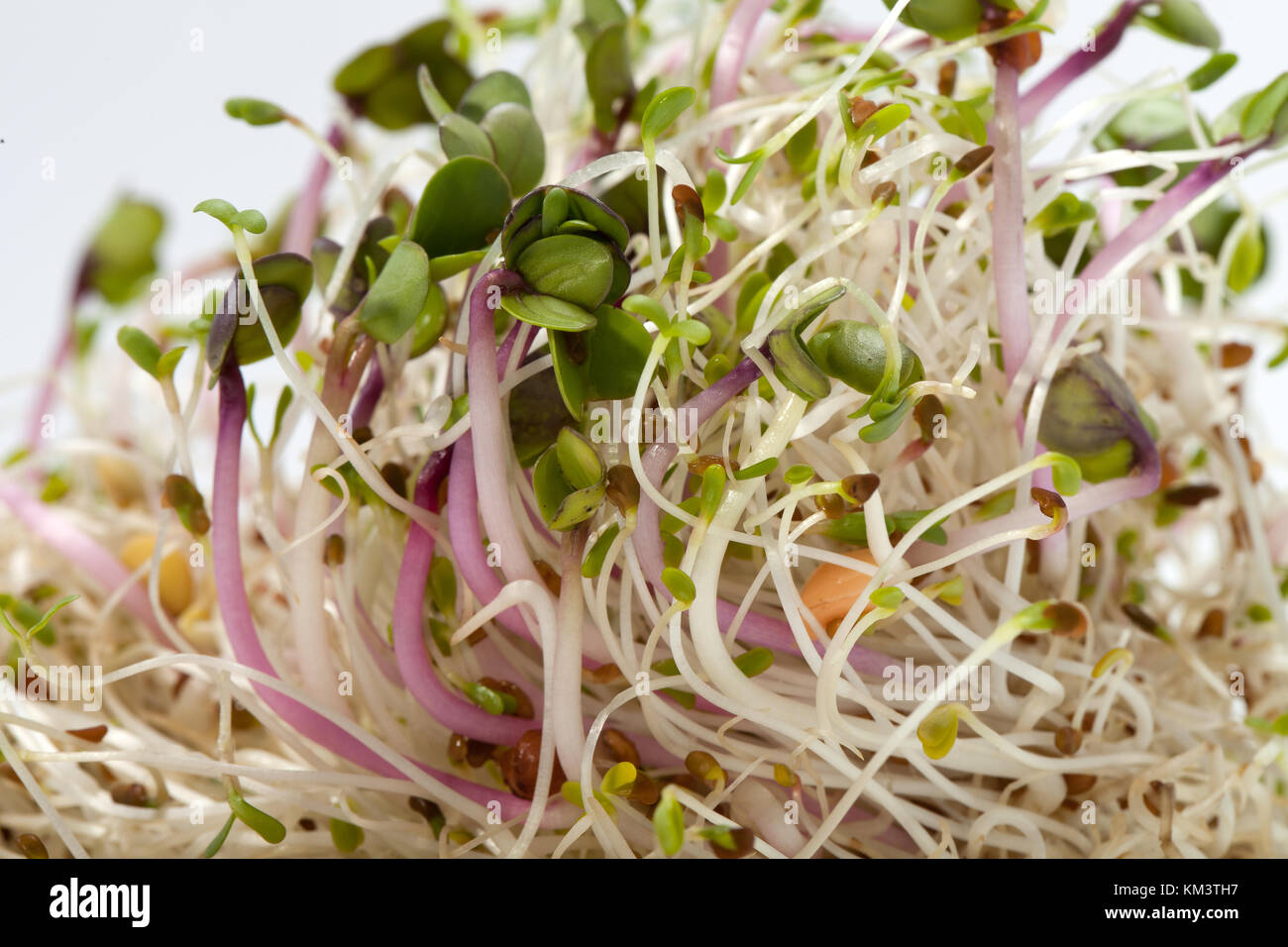 The healthy diet. Fresh sprouts isolated on white background Stock ...