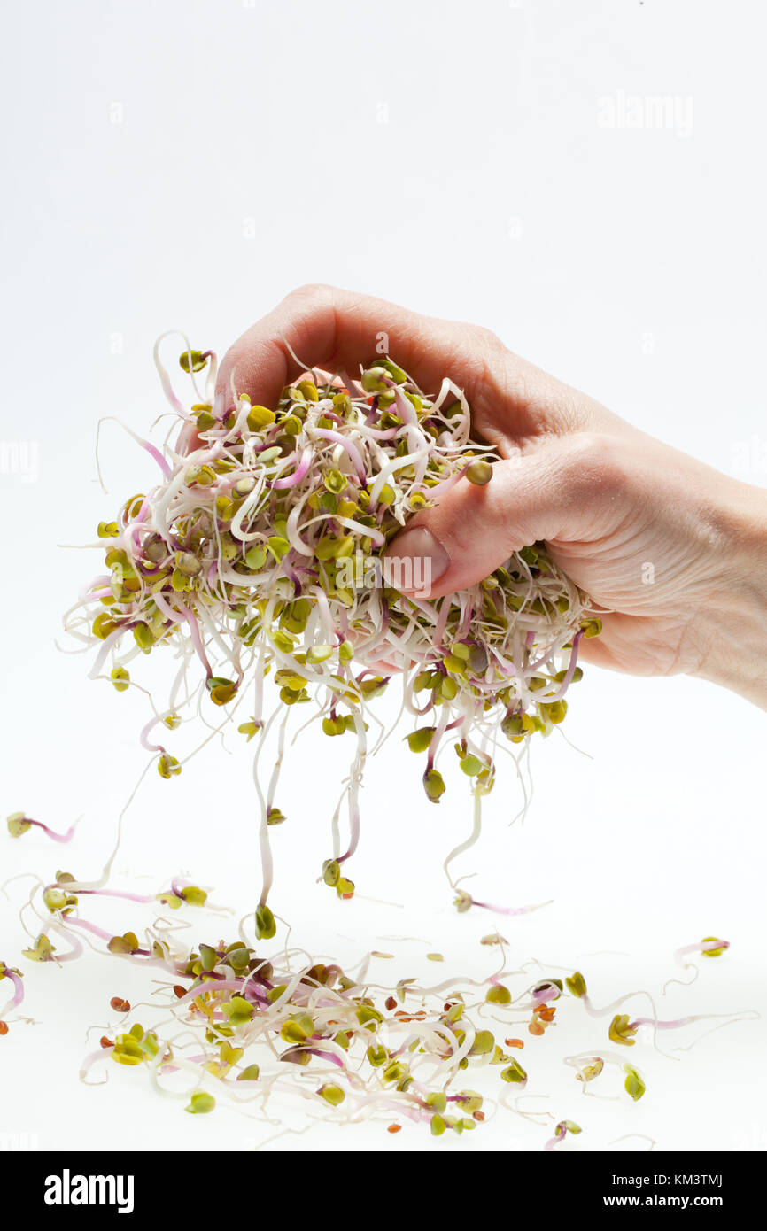 The healthy diet. Fresh sprouts isolated on white background Stock ...