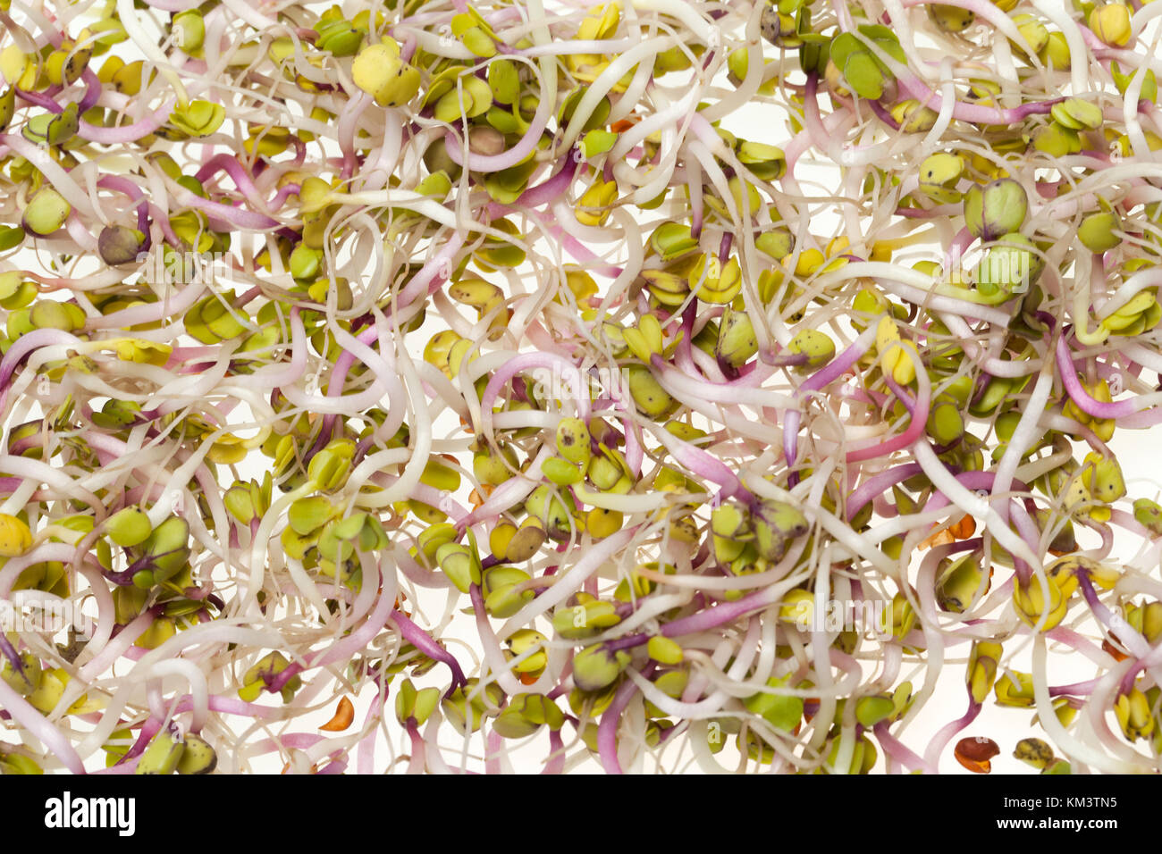 The healthy diet. Fresh sprouts isolated on white background Stock ...