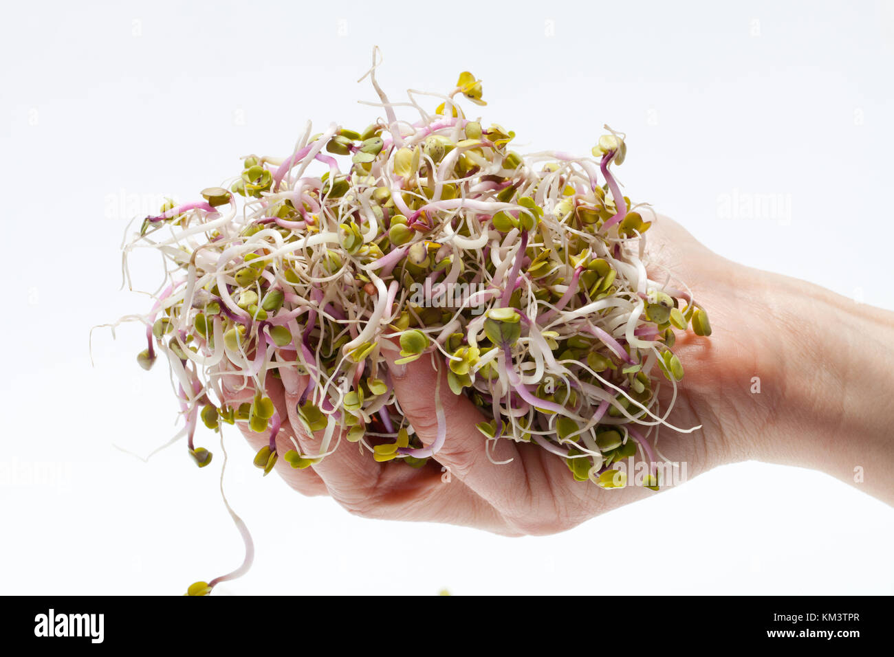 The healthy diet. Fresh sprouts isolated on white background Stock ...