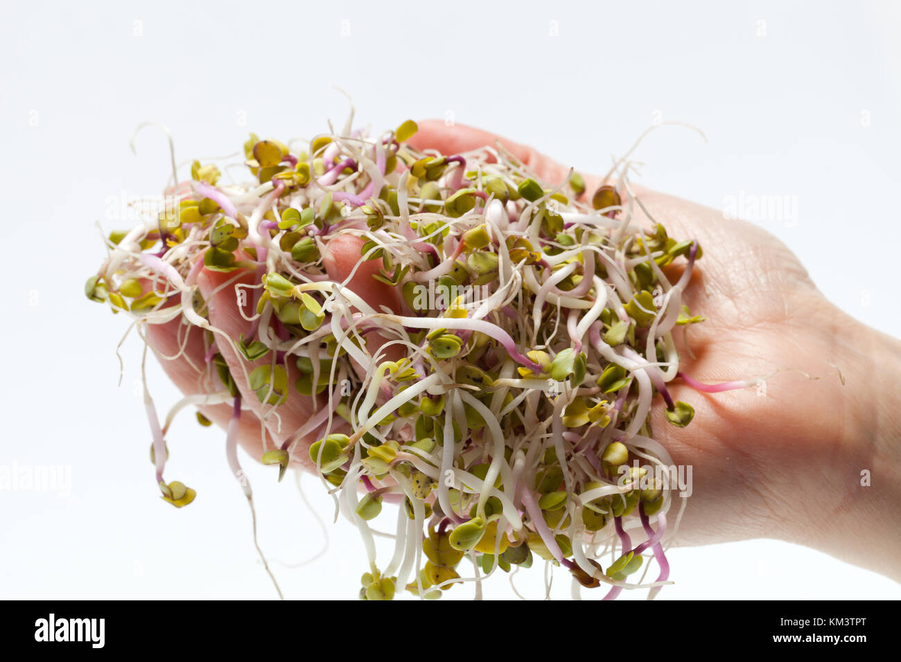 The healthy diet. Fresh sprouts isolated on white background Stock ...