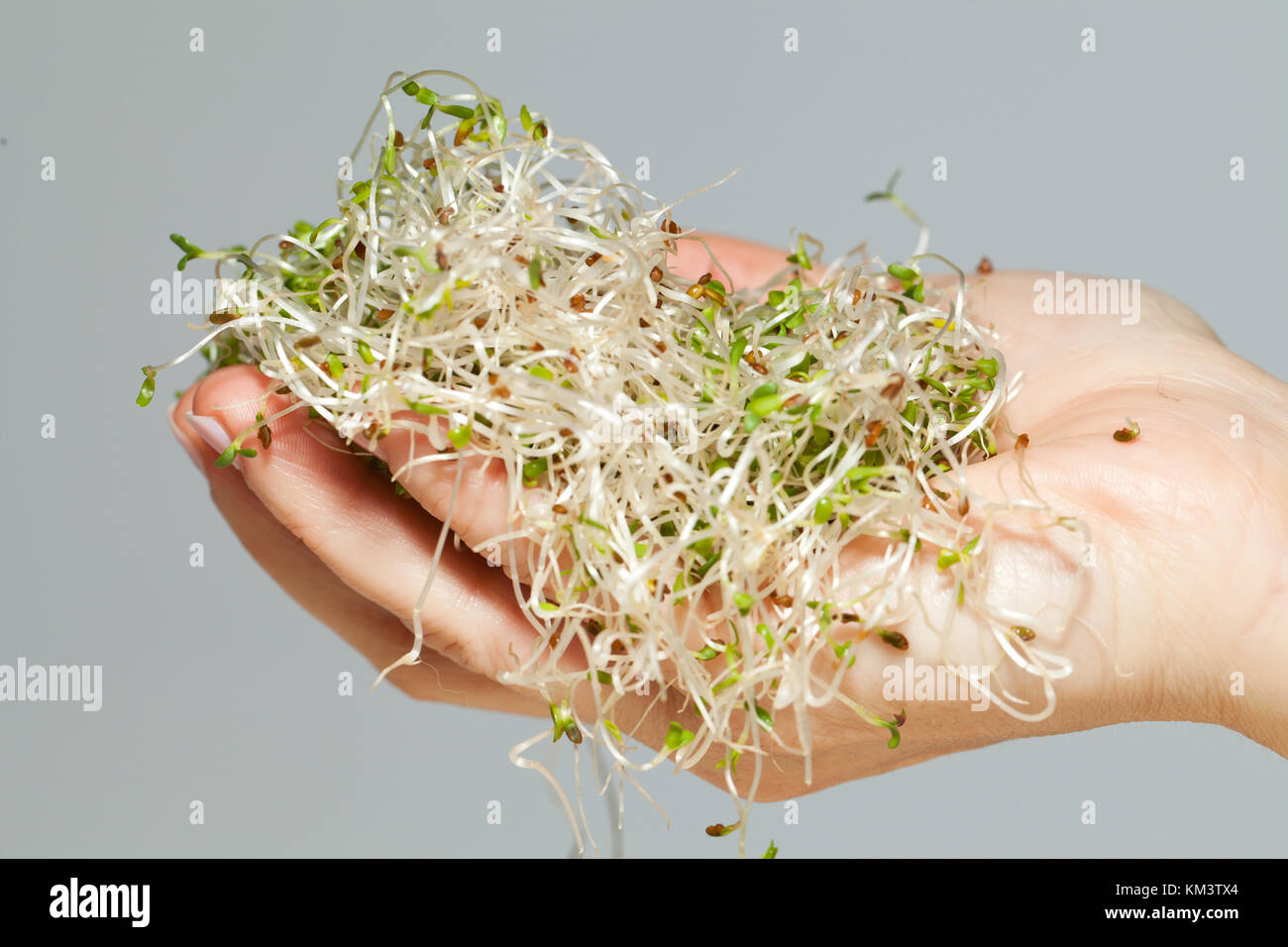 The healthy diet. Fresh sprouts isolated Stock Photo - Alamy