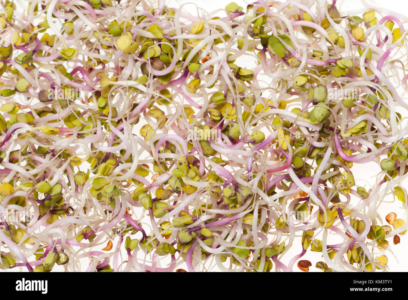 The healthy diet. Fresh sprouts isolated on white background Stock ...