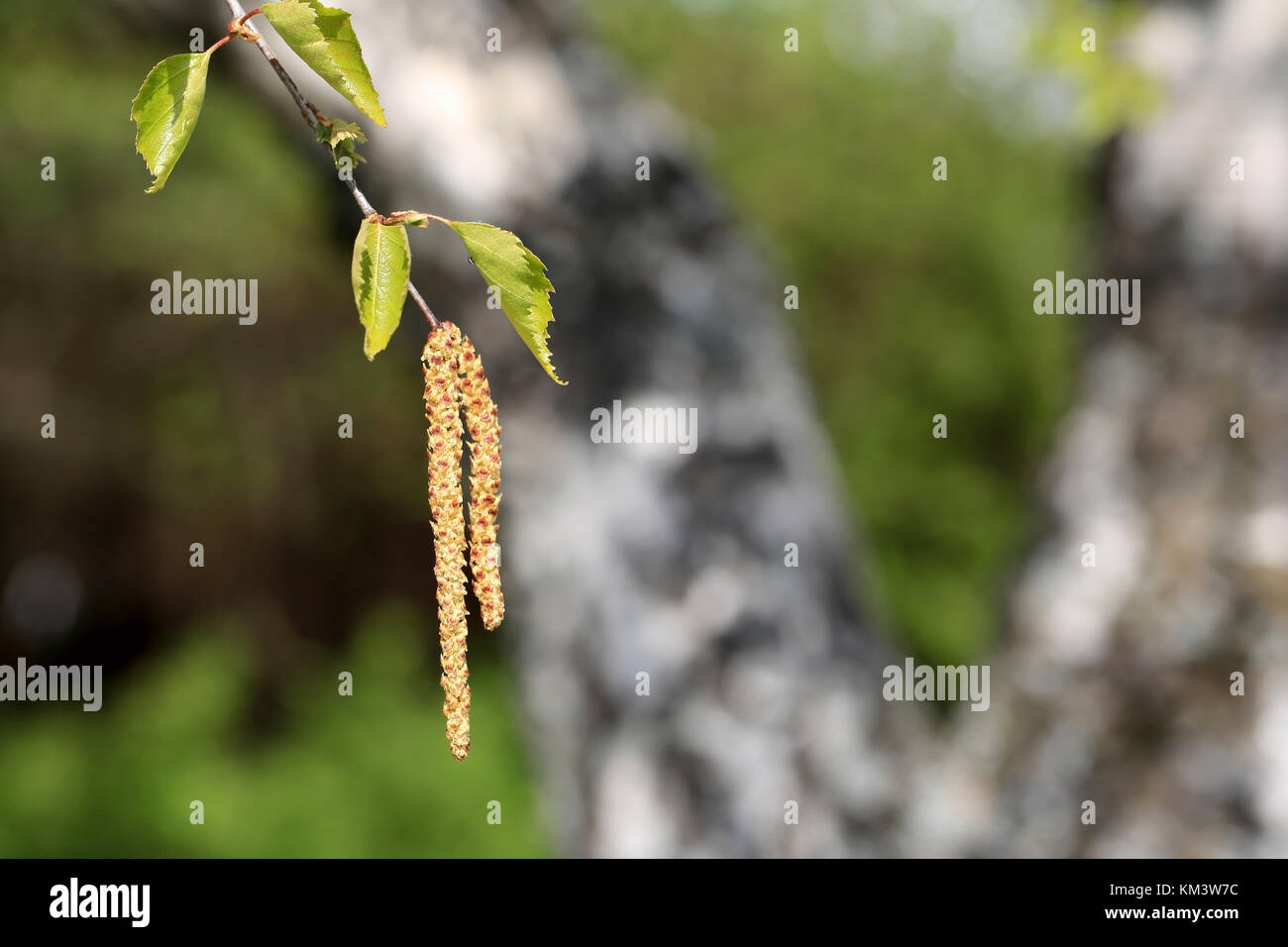 Birch tree blossoms with small leaves at spring with blurred background ...
