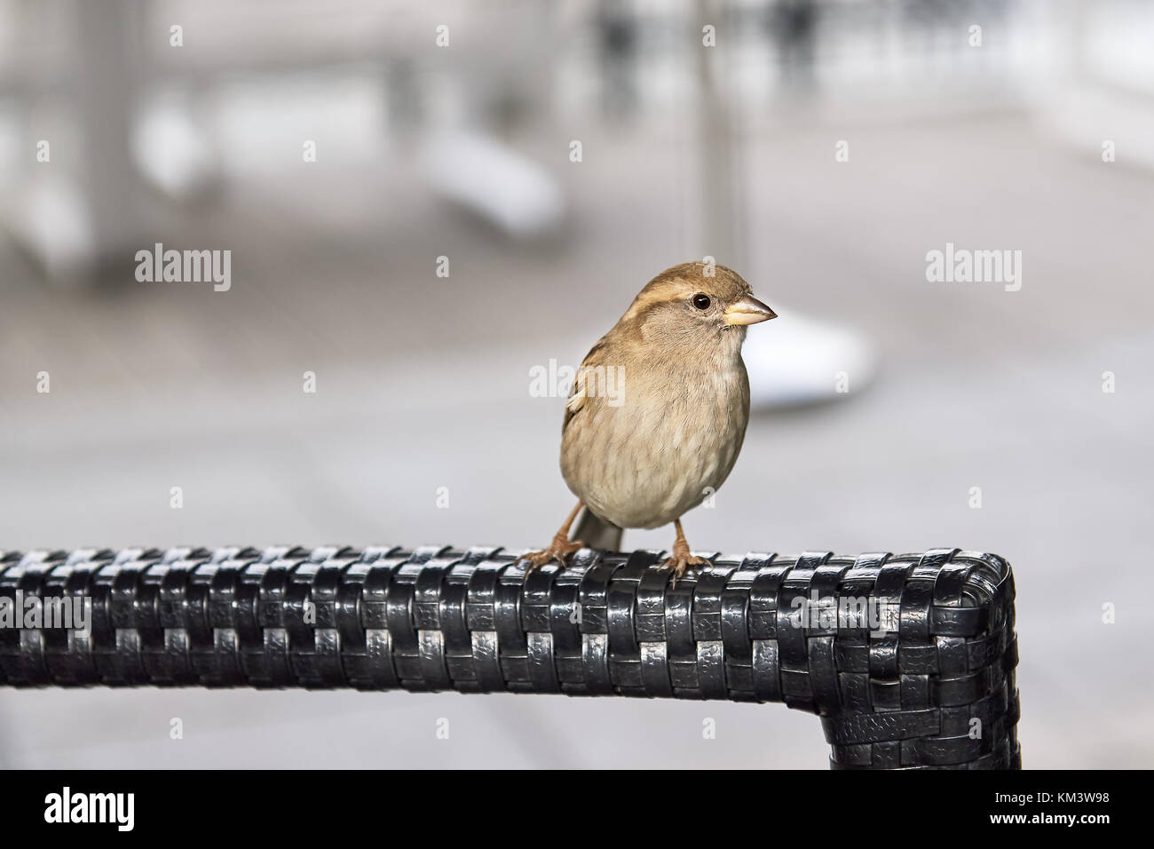 Small sparrow on chair hi-res stock photography and images - Alamy