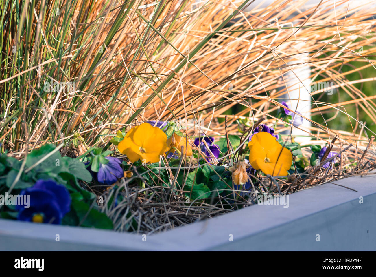 Appreciation of plant life hi-res stock photography and images - Alamy