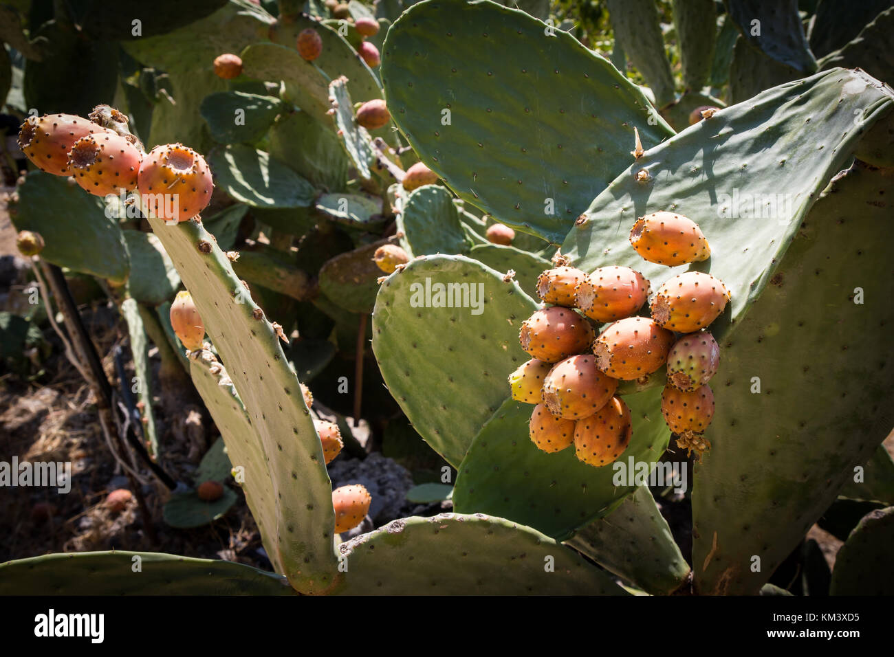 Fruits of opuntia ficus-indica, Barbary fig, cactus pear, spineless ...