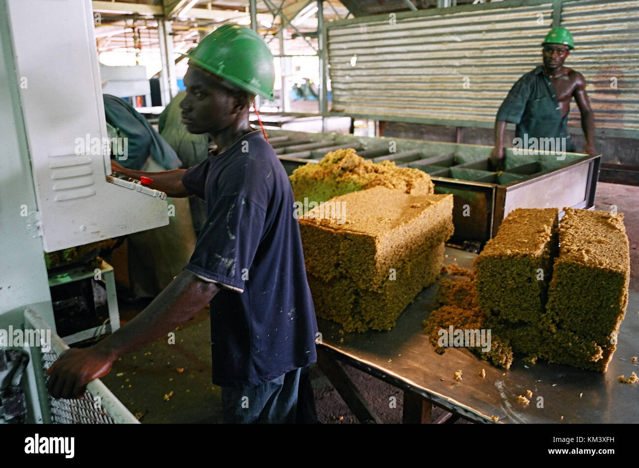 Workers at rubber production factory, Torkwa, South Ghana, West Africa ...