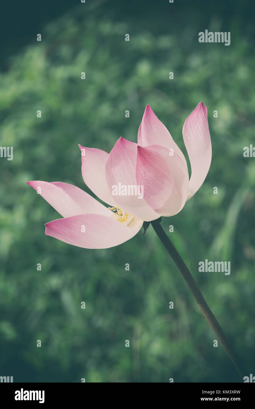 Bloom tropical lotus flower petals hi-res stock photography and images ...