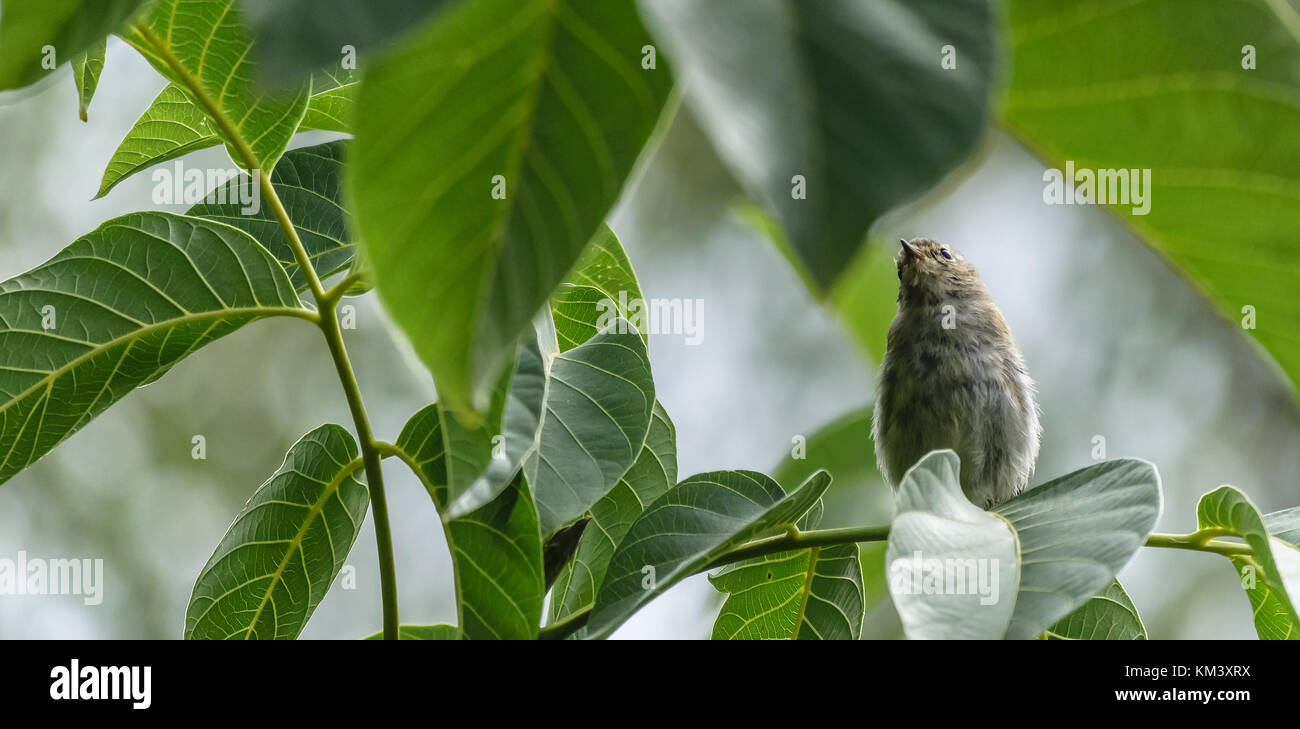 bird in a tree Stock Photo - Alamy