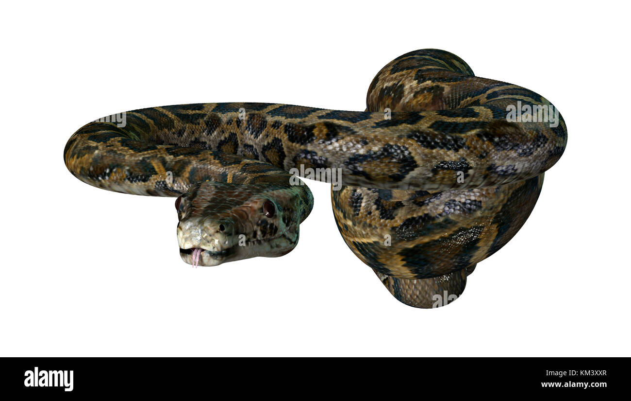 3D rendering of a Burmese python or Python bivittatus, one of the ...