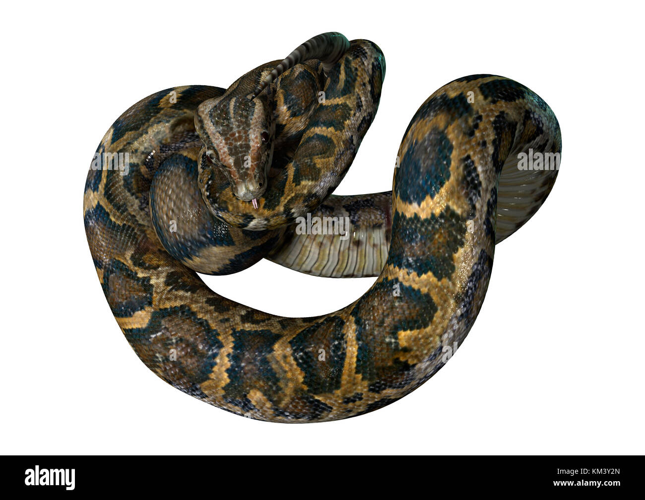3D rendering of a Burmese python or Python bivittatus, one of the ...