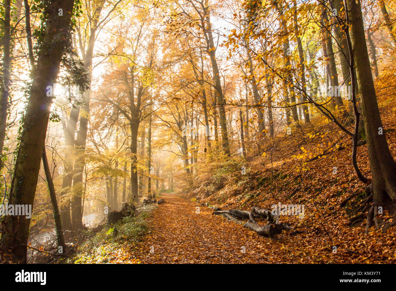 Autumn colorful Forest Hiking trail Rheinsteig in Siebengebirge Germany ...
