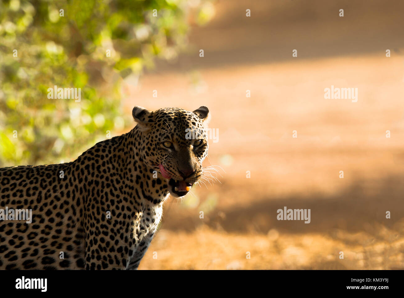 leopard portrait from kenya, africa Stock Photo - Alamy