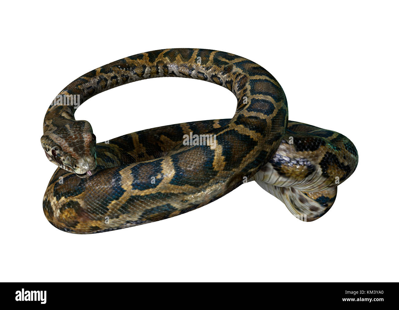 3D rendering of a Burmese python or Python bivittatus, one of the ...