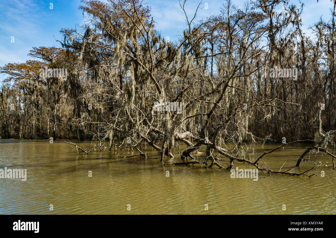 Empty cypress trees in the swamps near New Orleans, Louisiana during ...