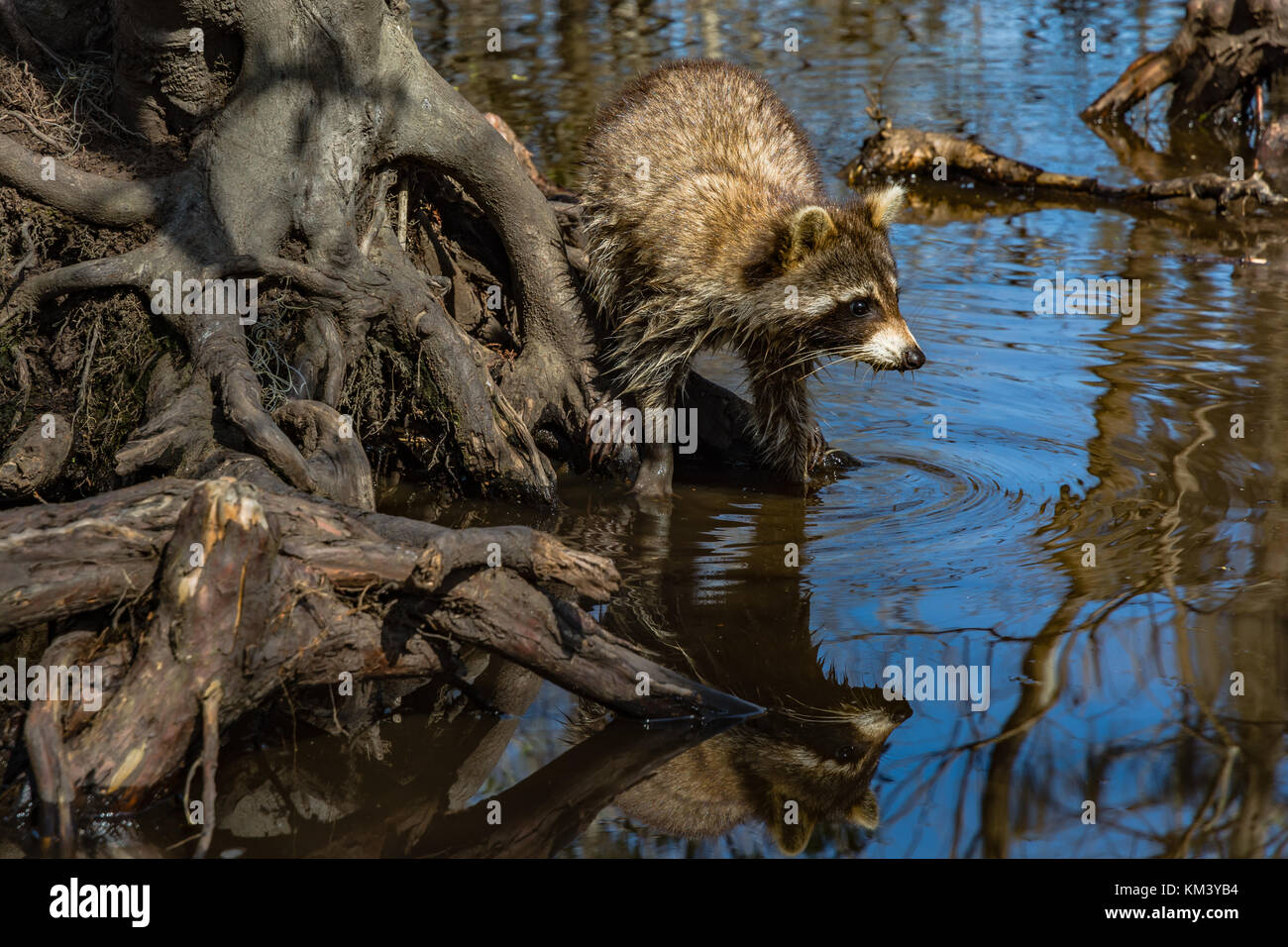 Raccoon (procyon lotor) seating on bare tree roots next to swamp water ...