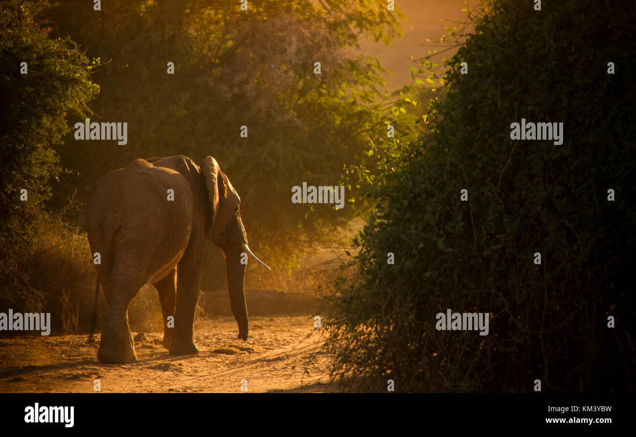 African elephant in morning light, samburu kenya Stock Photo - Alamy