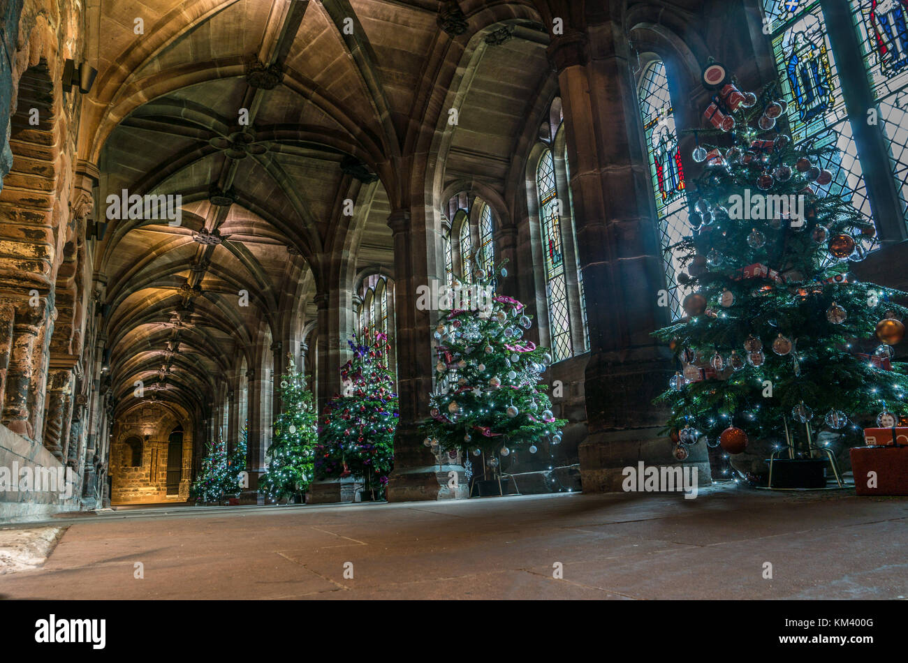 Christmas trees on display at Chester Cathedral, UK Stock Photo - Alamy