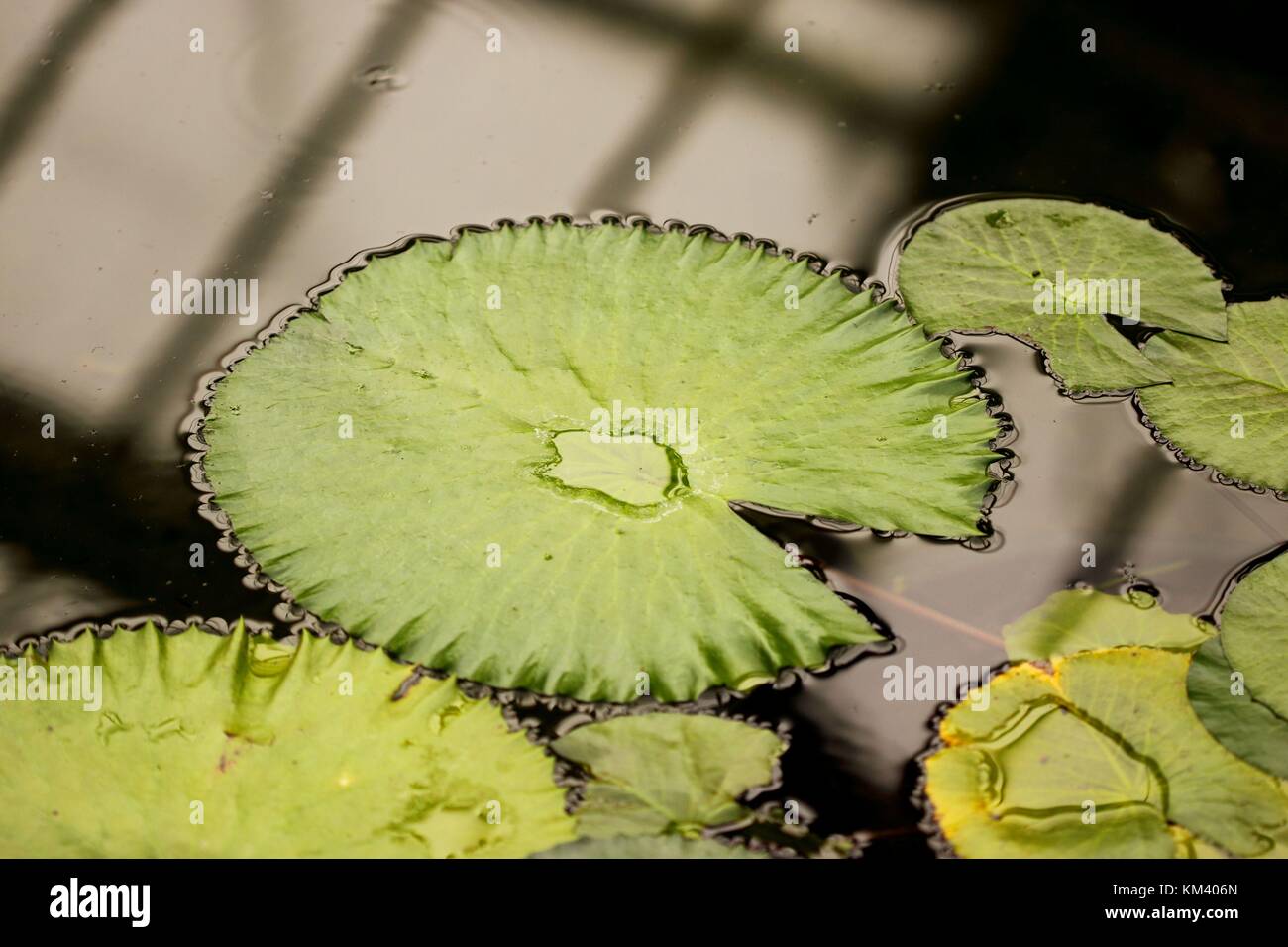 Lotus leaves floating on water Stock Photo - Alamy