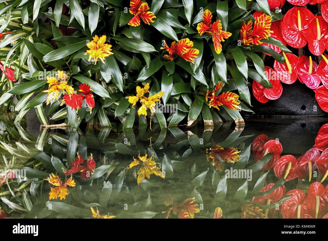 Flower reflection on water Stock Photo - Alamy