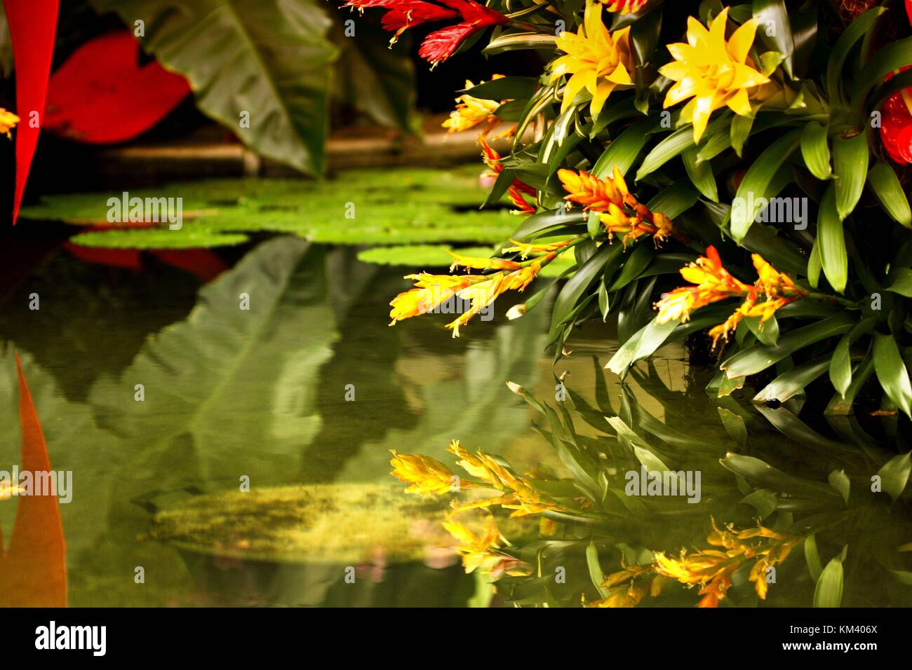 Flower reflection on water Stock Photo - Alamy