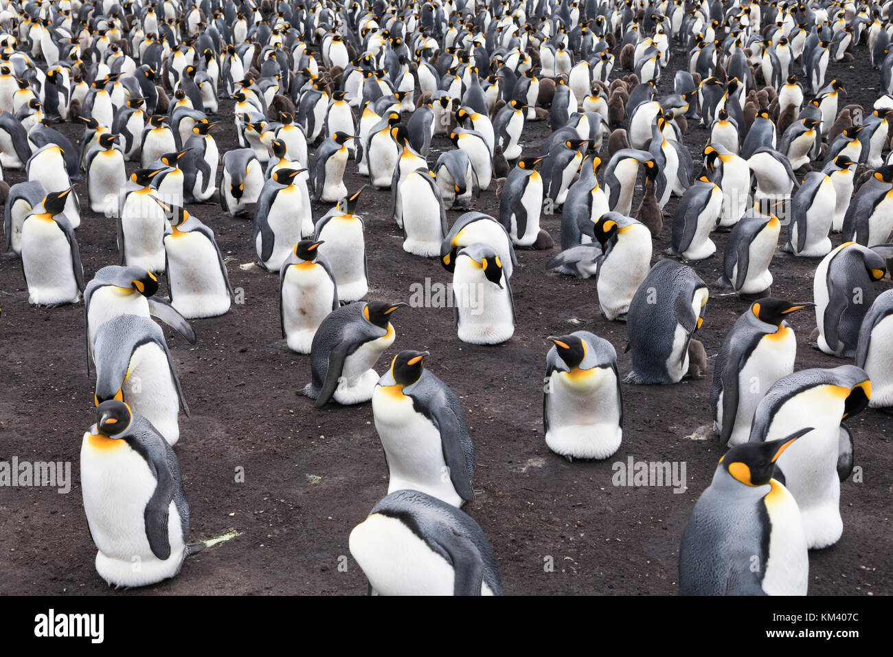 King penguins on Volunteer Beach, Falkland Islands Stock Photo - Alamy