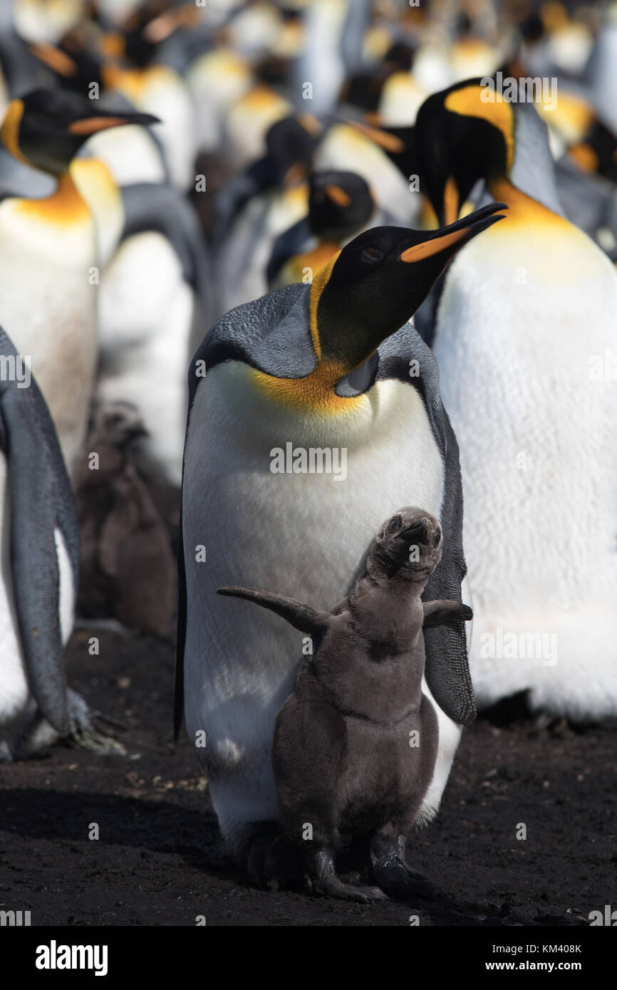 King penguins on Volunteer Beach, Falkland Islands Stock Photo - Alamy