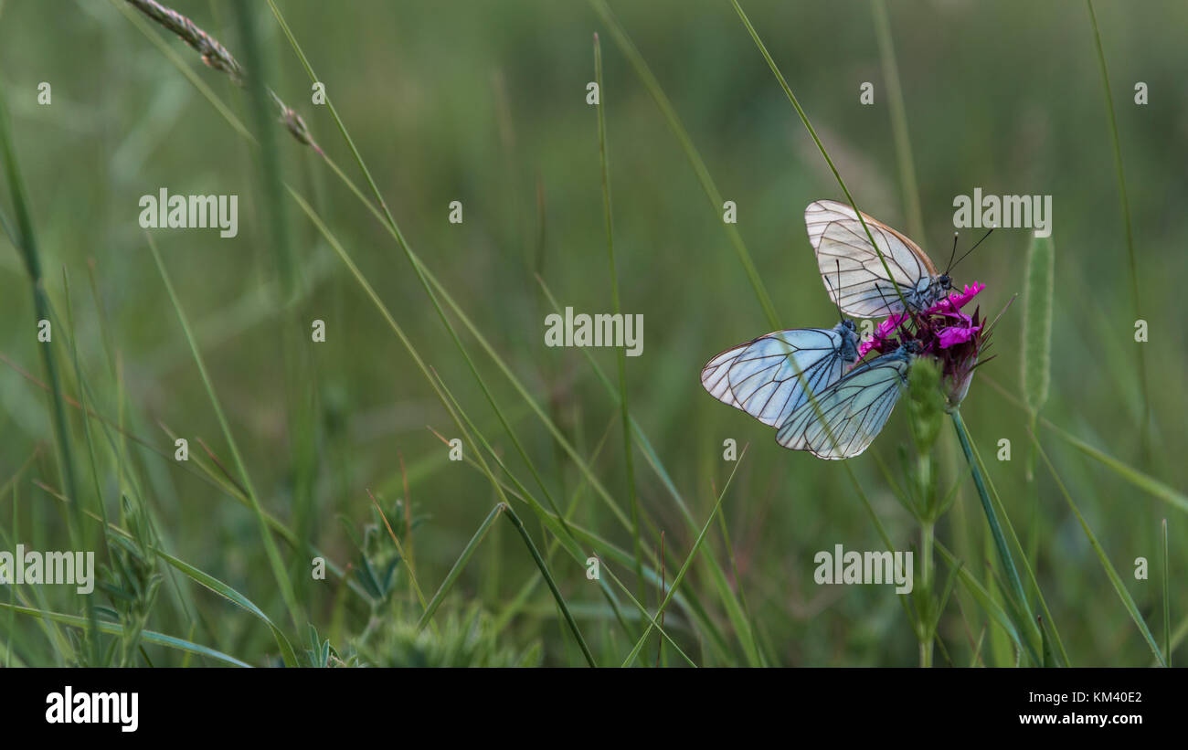 Carnation leaves hi-res stock photography and images - Alamy