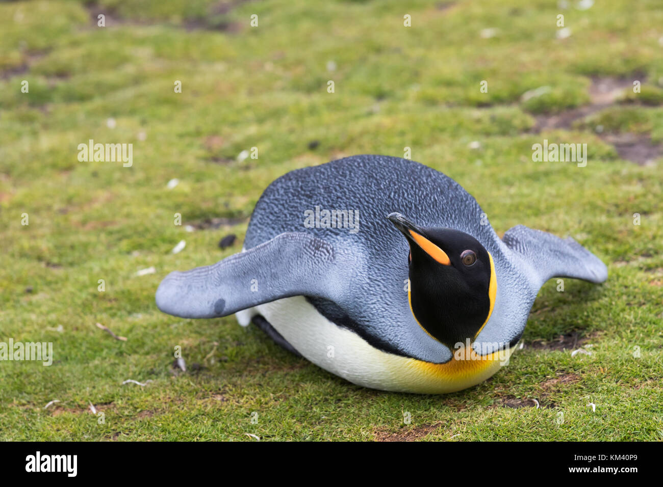 Relaxed penguins hi-res stock photography and images - Alamy