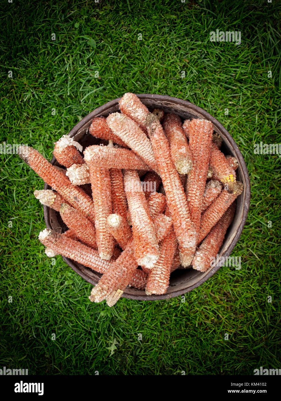 Alternative to corn cultivation hi-res stock photography and images - Alamy