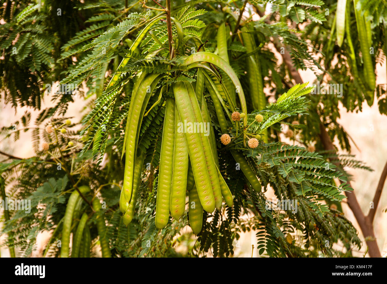 Flowering and seeding acacia near Riyadh Stock Photo - Alamy