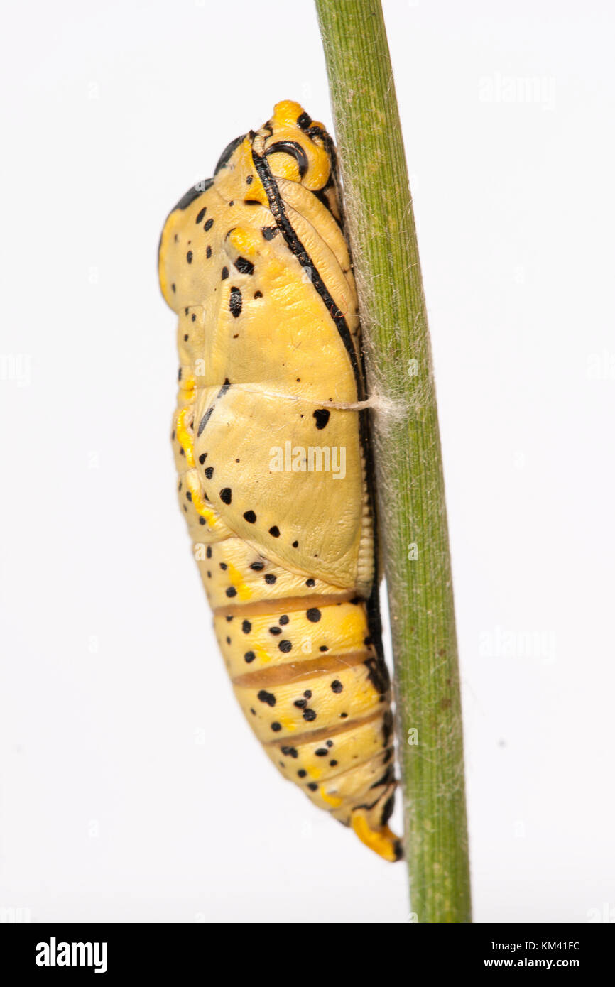 Fly Pupa High Resolution Stock Photography and Images - Alamy