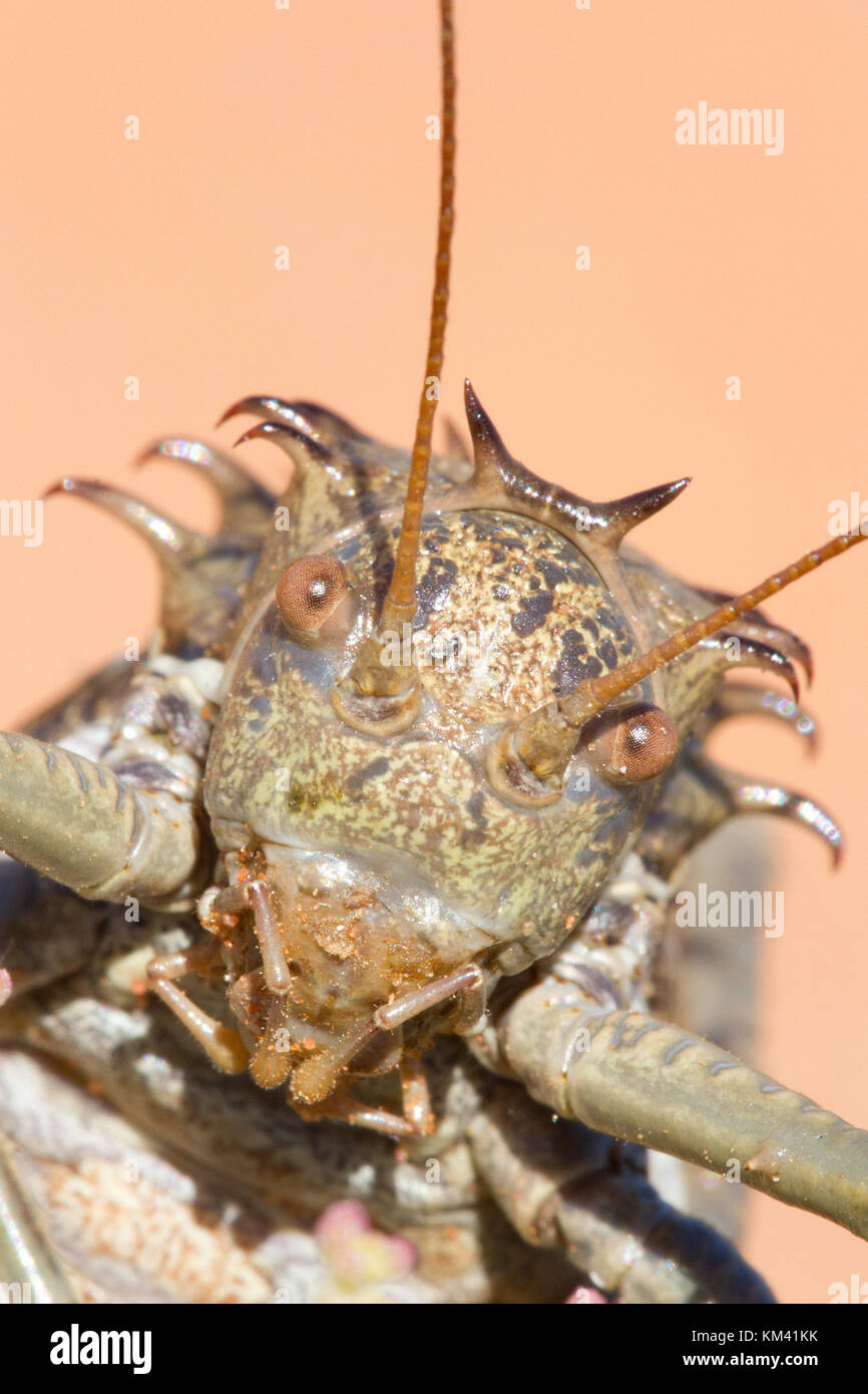 An heavy armored cricket (Acanthoproctus sp.) in the Karoo desert ...