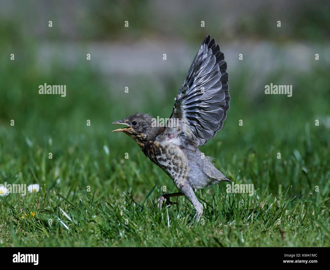 Juvenile Fieldfare on the ground in ts natural habitat Stock Photo - Alamy