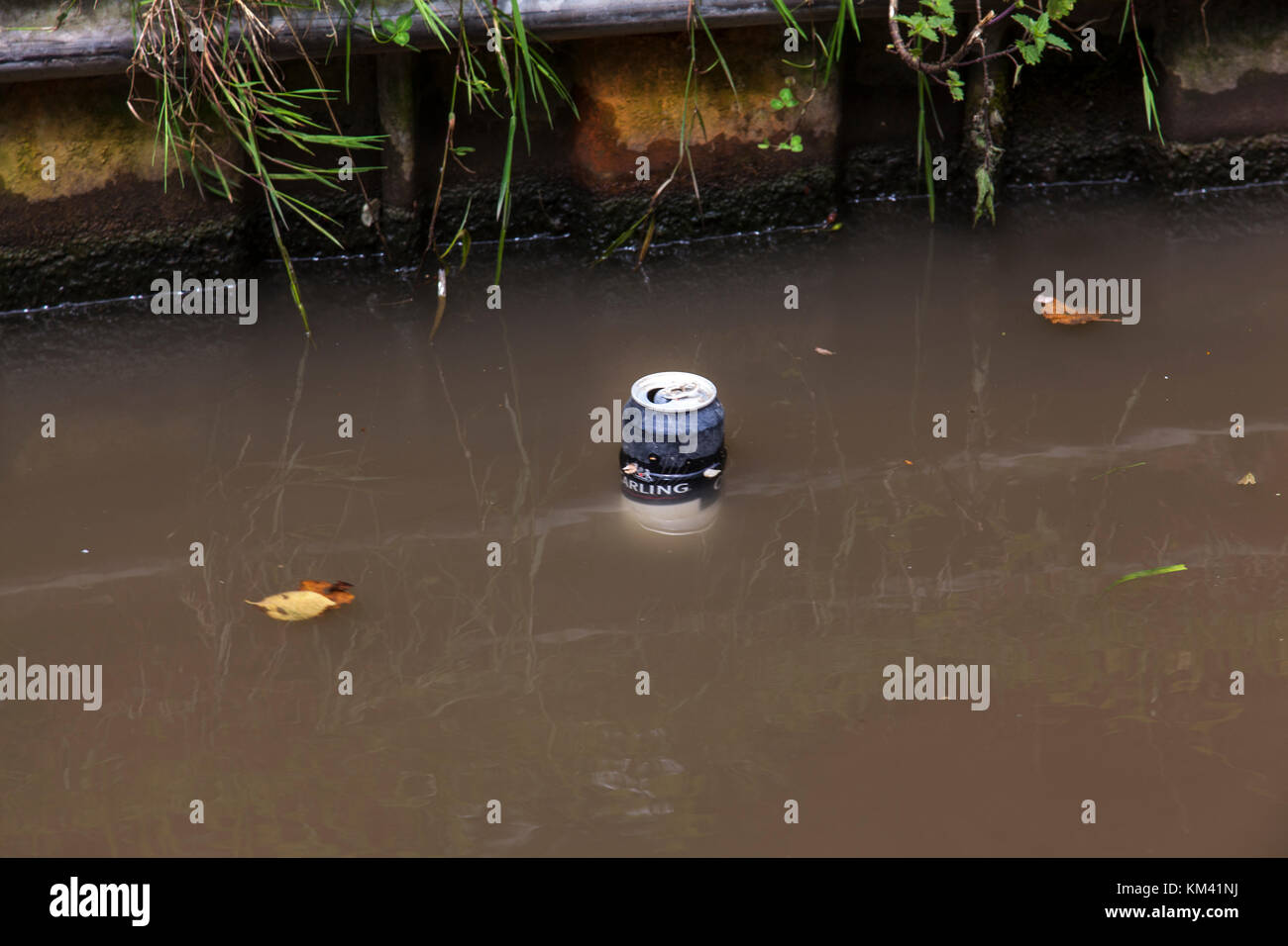 A floating beer can in a canal, Staffordshire, England Stock Photo - Alamy