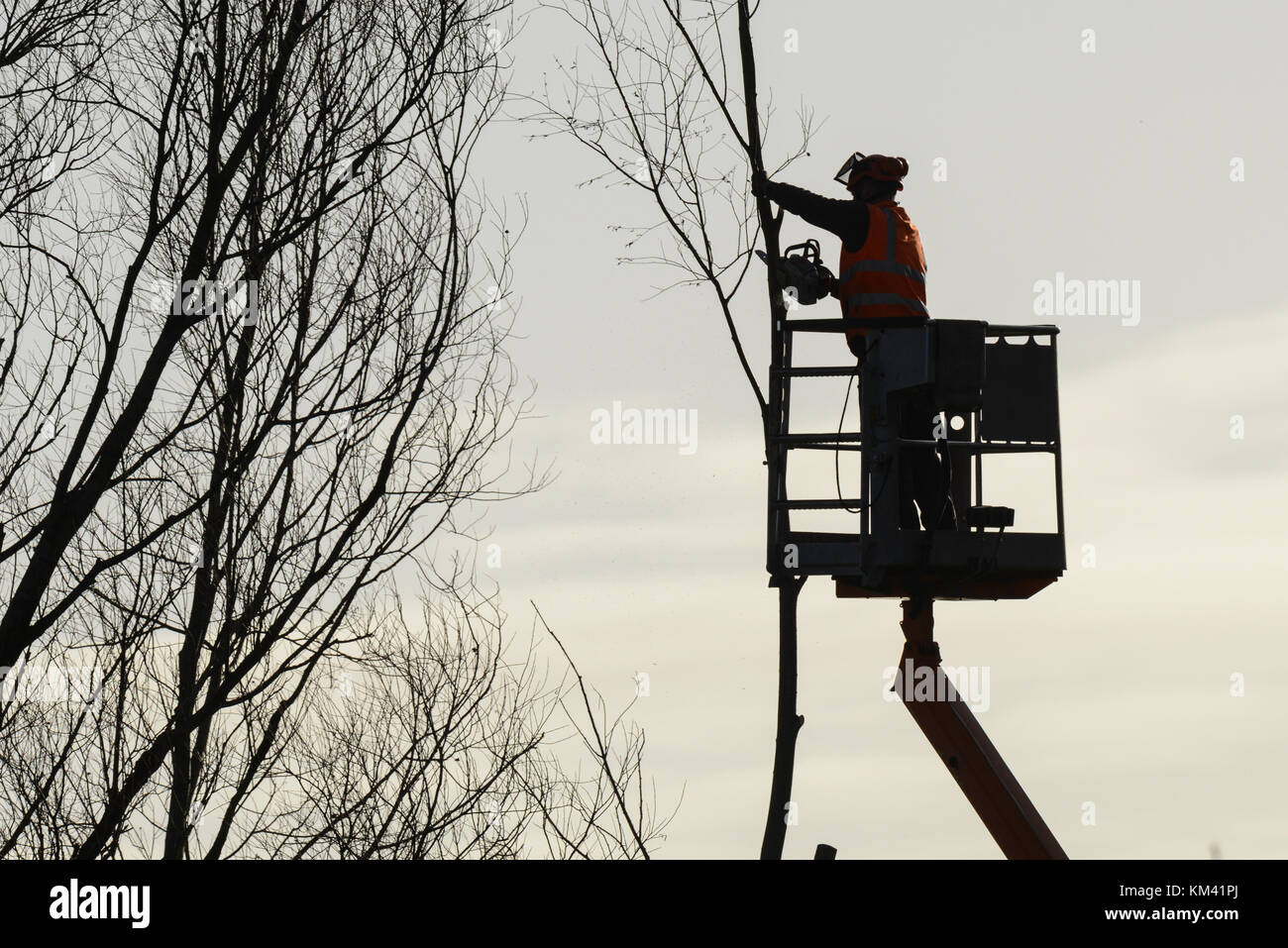 Tree climber with saw and harness, lumberjack at work Stock Photo - Alamy