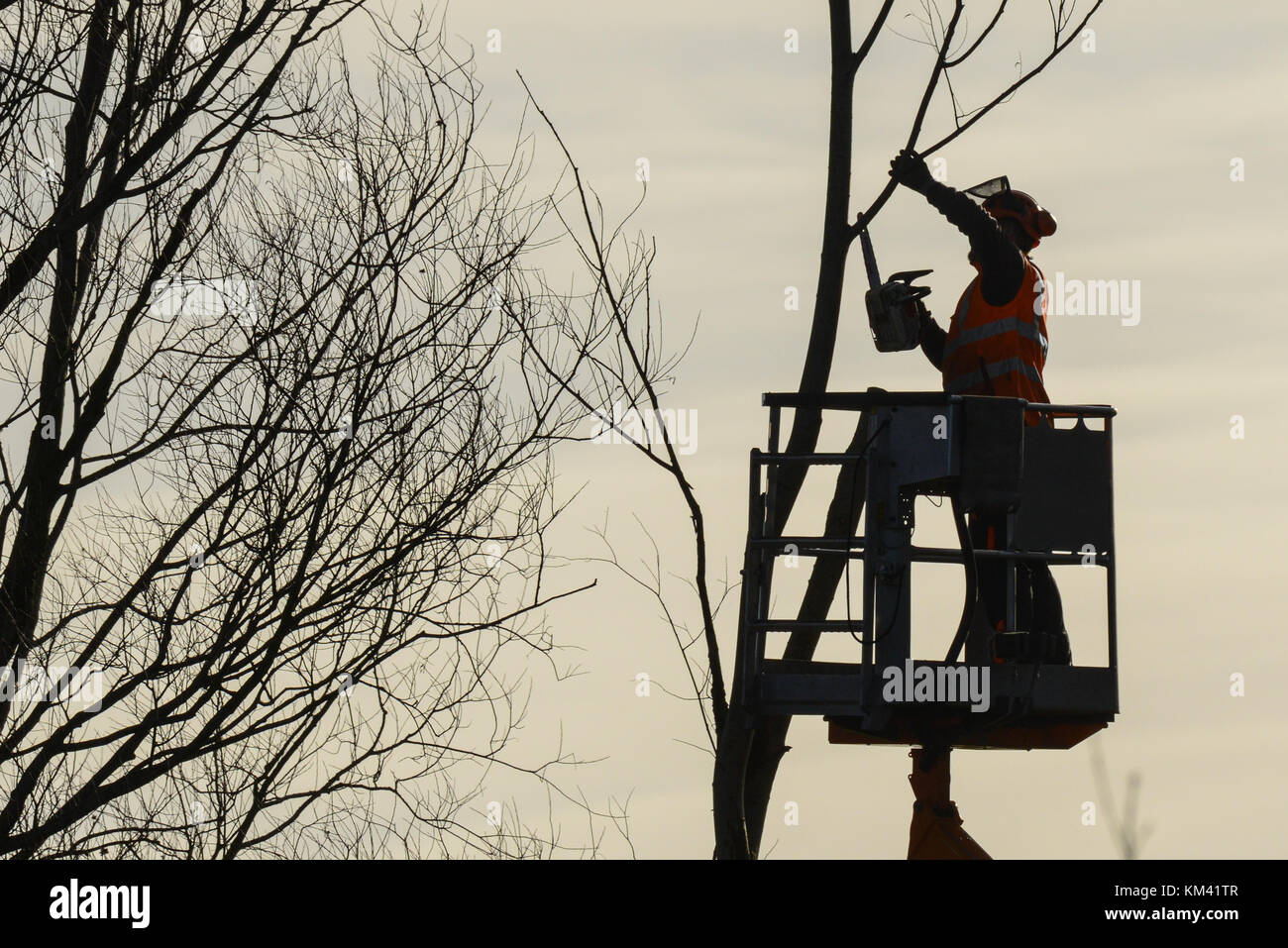 Tree climber with saw and harness, lumberjack at work Stock Photo - Alamy