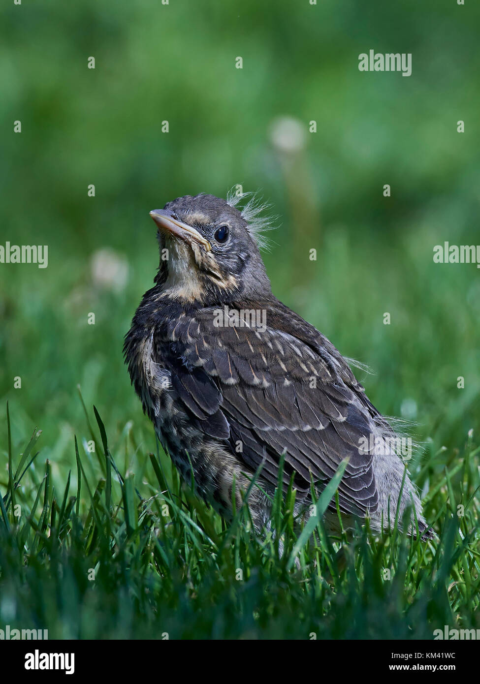 Juvenile Fieldfare on the ground in ts natural habitat Stock Photo - Alamy