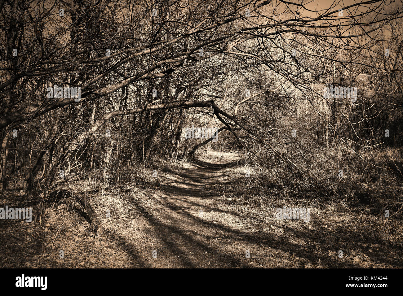 Overgrown path winter hi-res stock photography and images - Alamy