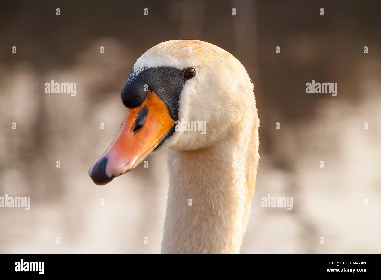 Biologie hi-res stock photography and images - Alamy