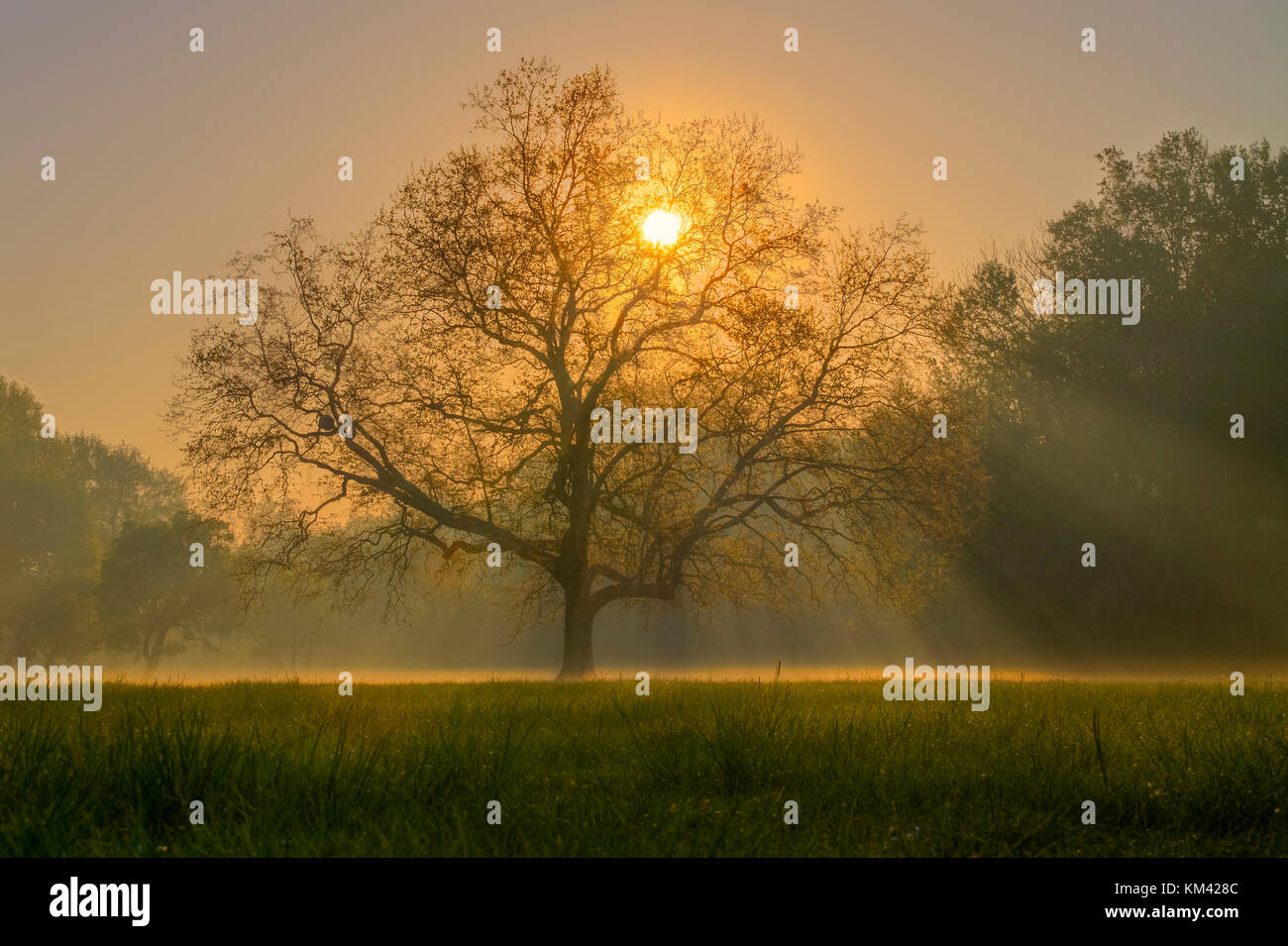 Sunbeams through trees hi-res stock photography and images - Alamy