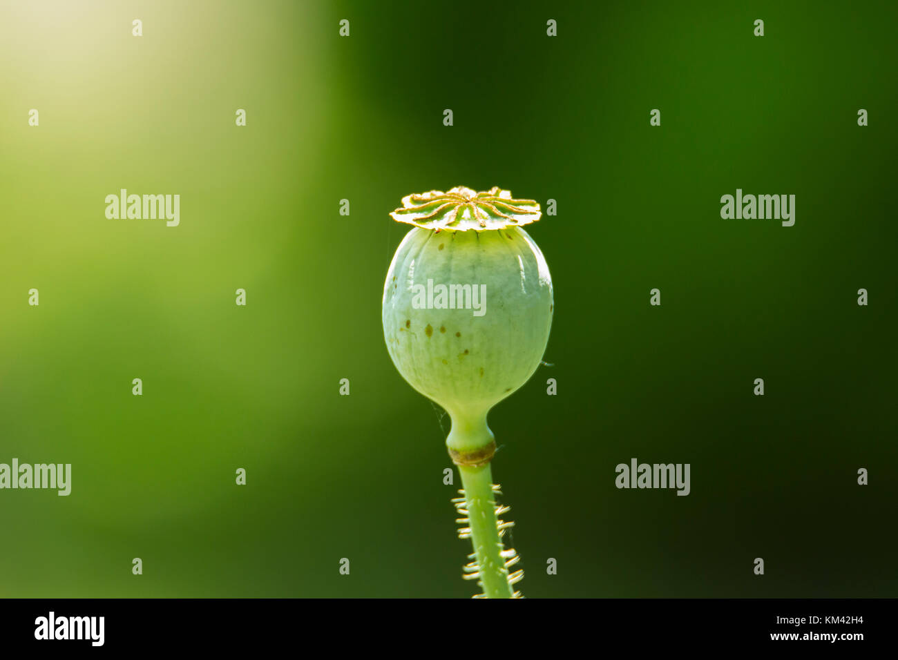 Mohnkapsel hi-res stock photography and images - Alamy