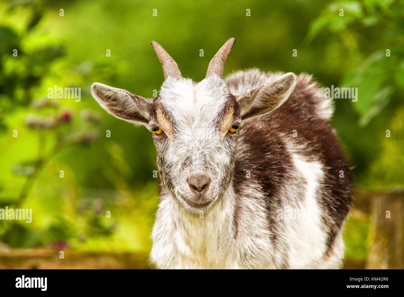 Ziege goat hi-res stock photography and images - Alamy