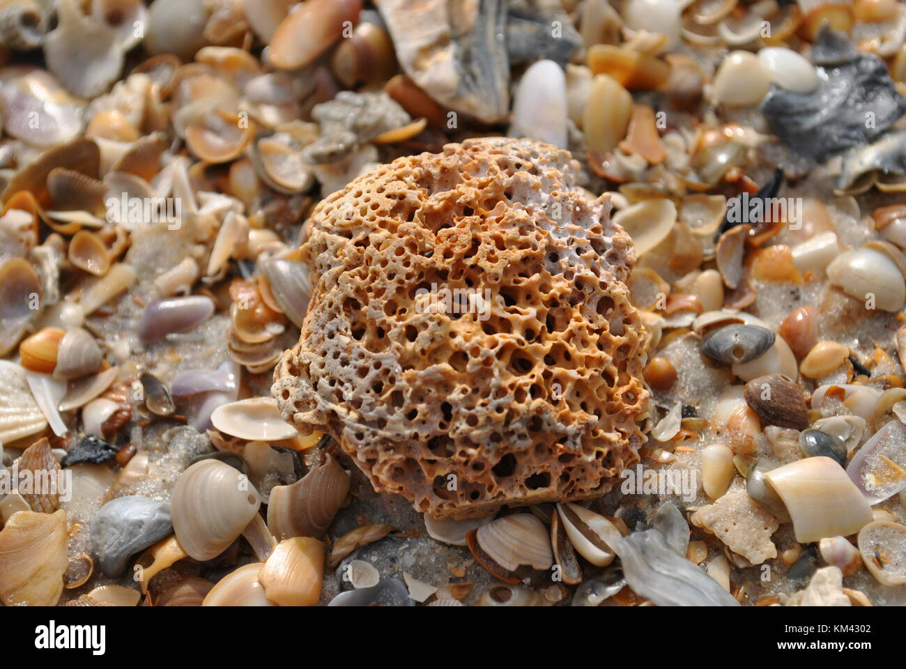 Coral and shells hi-res stock photography and images - Alamy